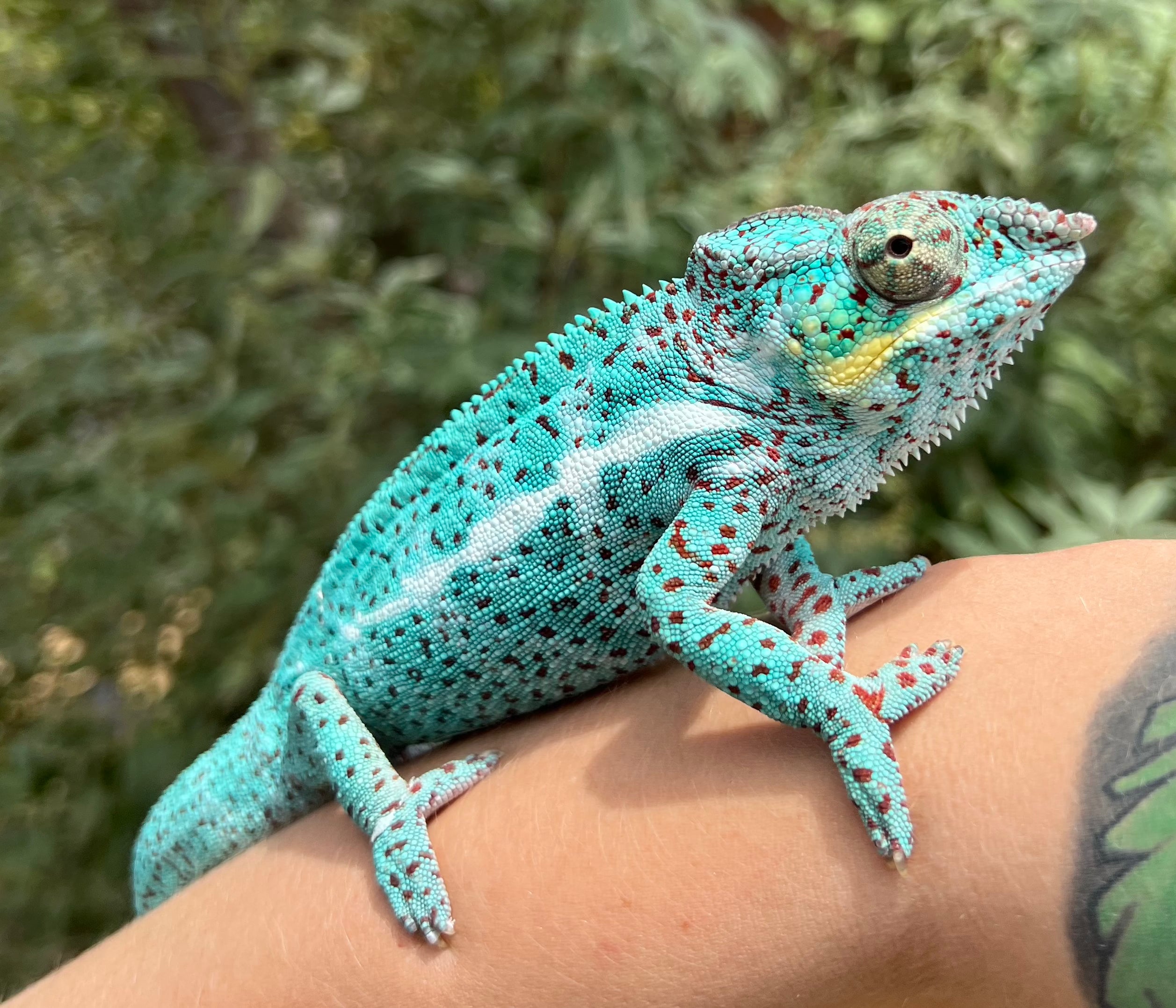 Available Nosy Faly – Readys Rainforest