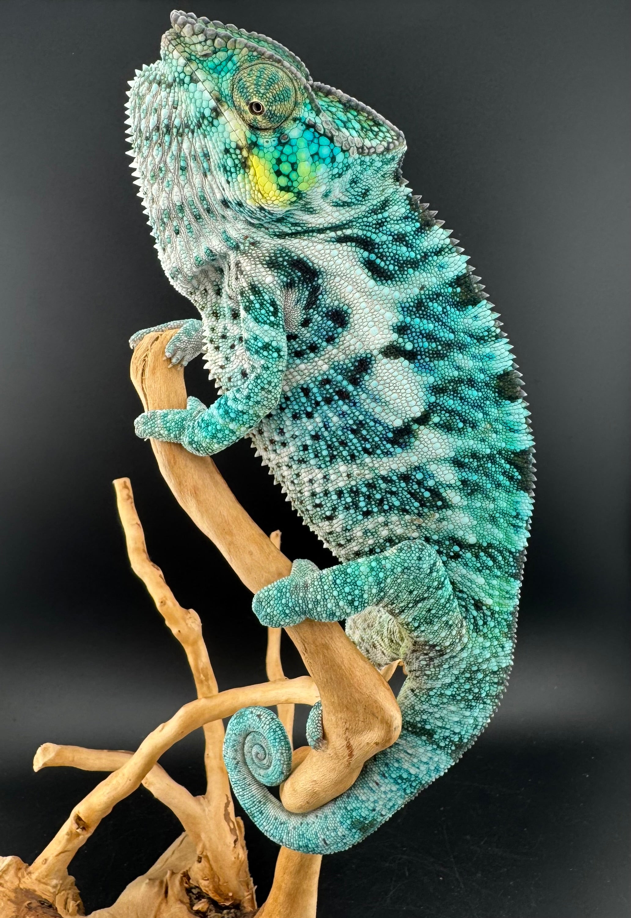 TN-9 Nosy Faly Male – Readys Rainforest