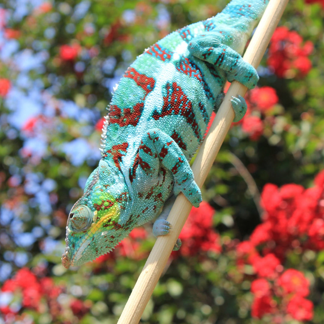 Ready's Rainforest Panther Chameleons – Readys Rainforest