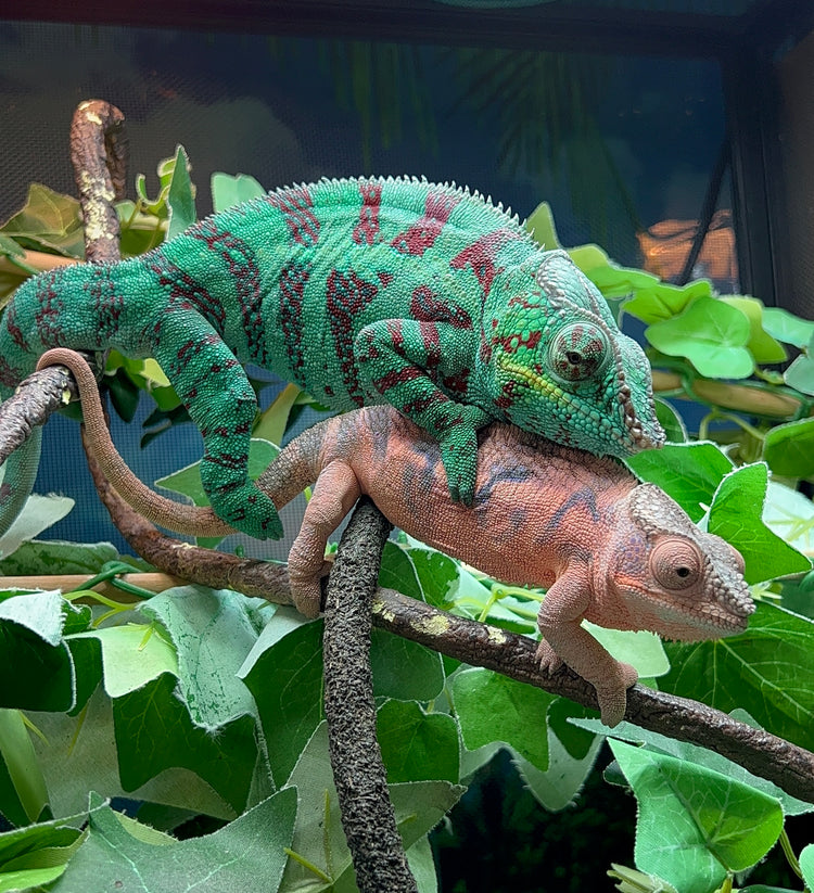 Ready's Rainforest Panther Chameleons – Readys Rainforest